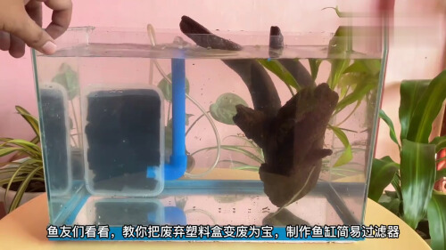 教你用塑料盒制作鱼缸简易过滤器,节省空间,可以快速清除鱼缸!