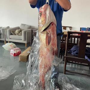 飞翔爱钓鱼