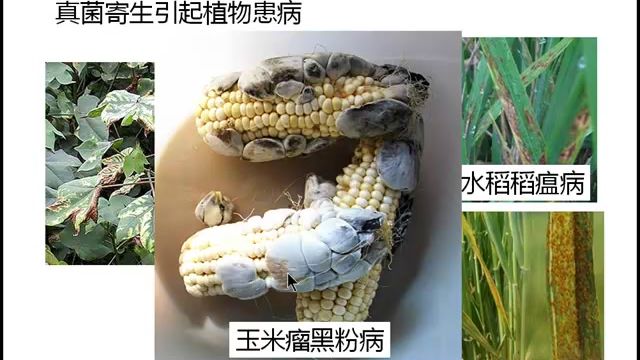 初中生物原创微课视频 八上 33 寄生与共生的细菌真菌