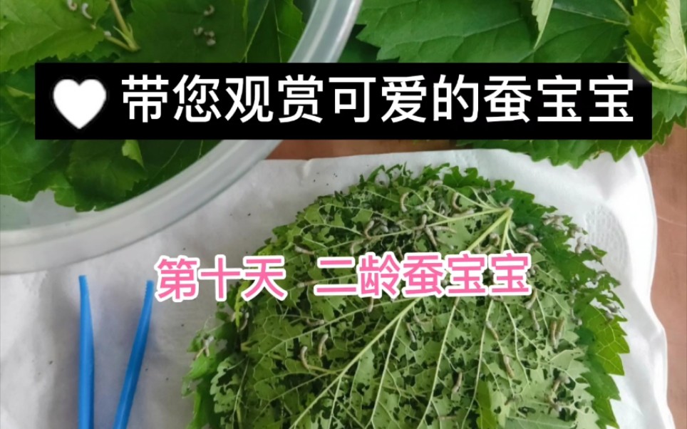 脱皮后的蚕宝宝变样了,快来看看吧!