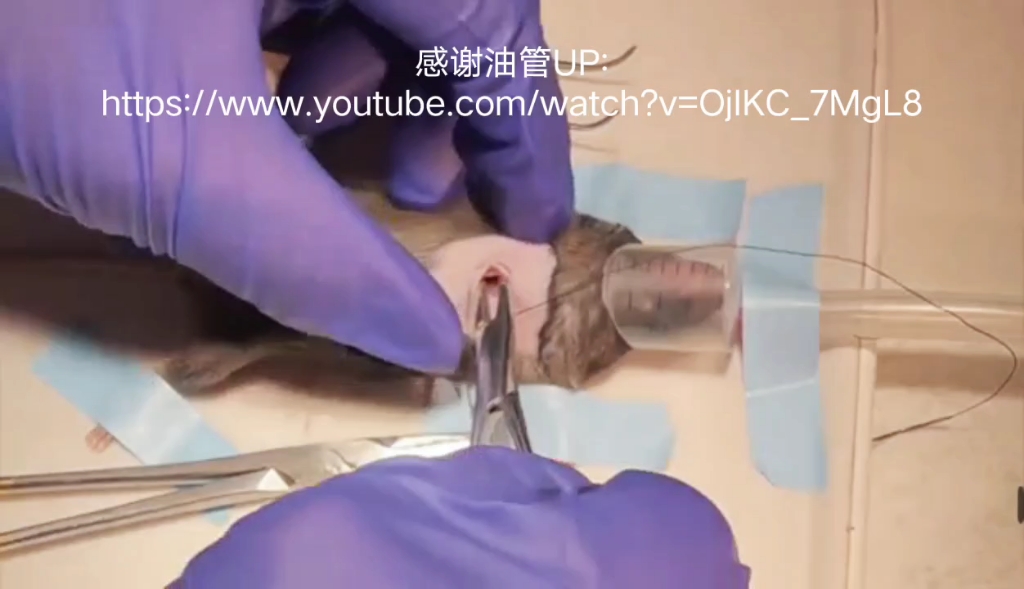 转载学习:小鼠心梗标准造模