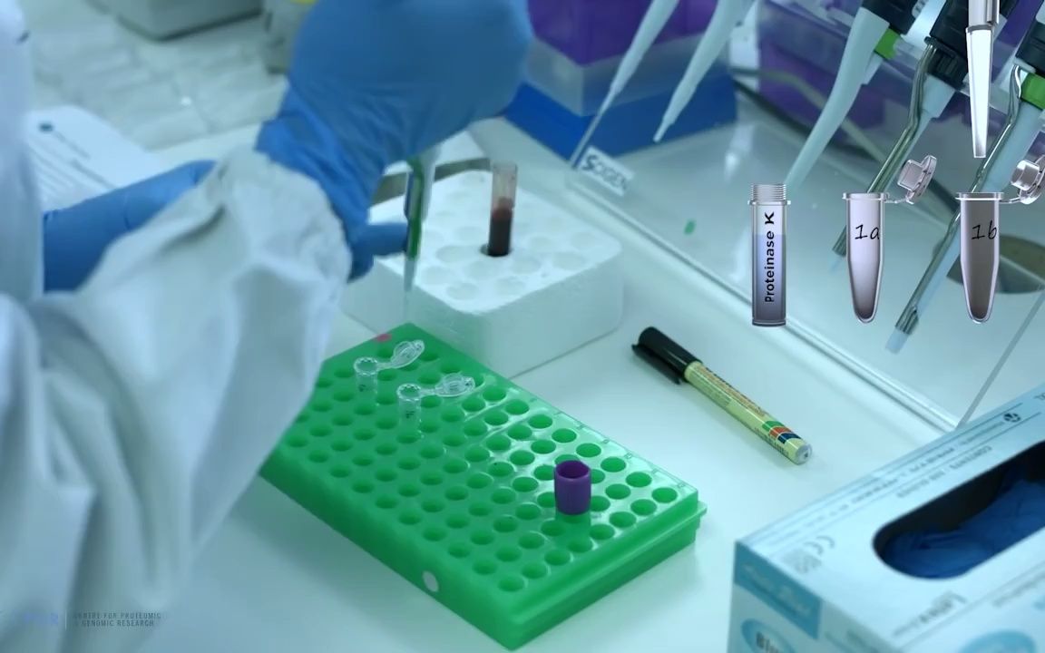 全血提取DNA标准视频