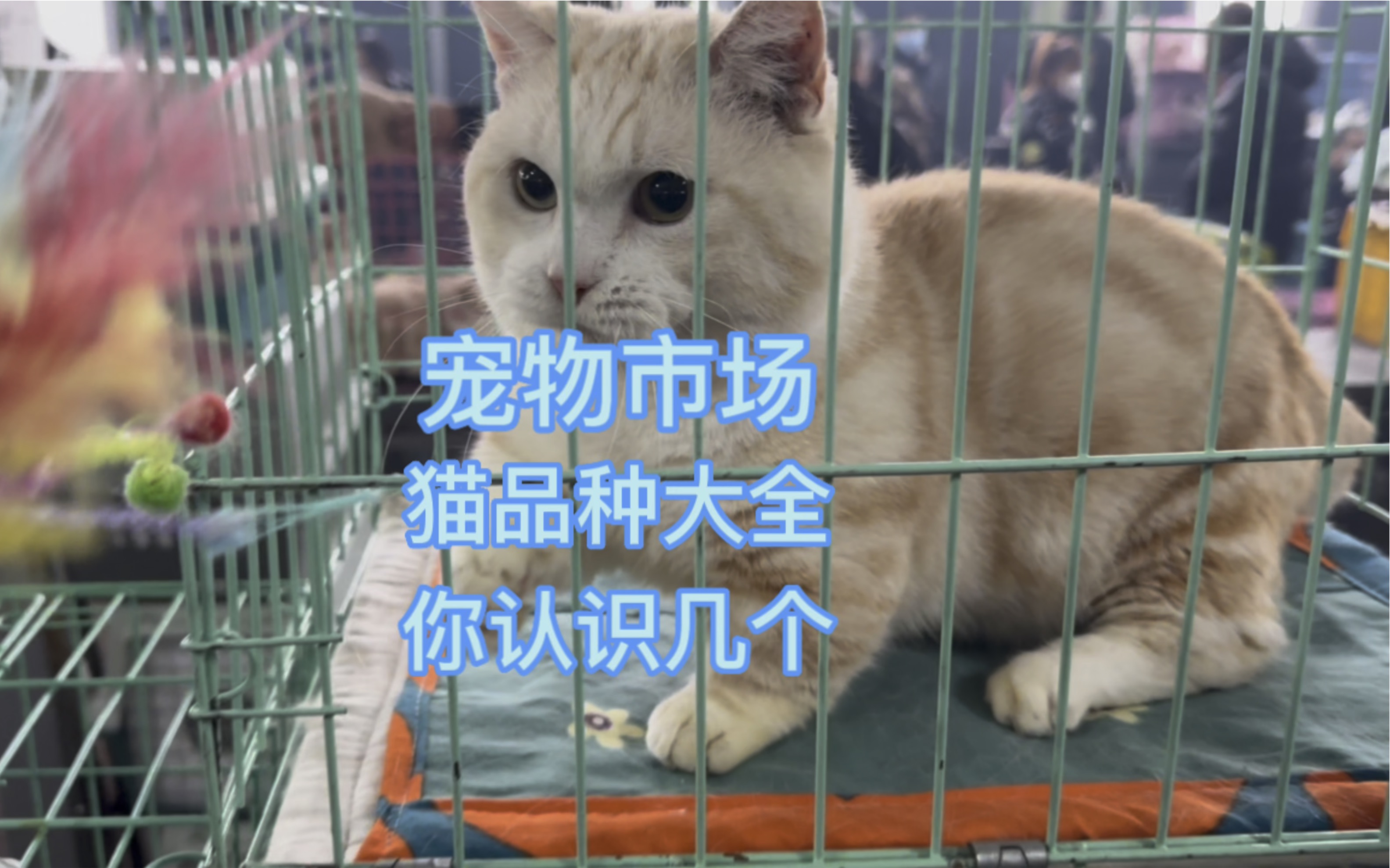 宠物市场品种猫大全,你能认识几种猫,有哪种是你喜欢的
