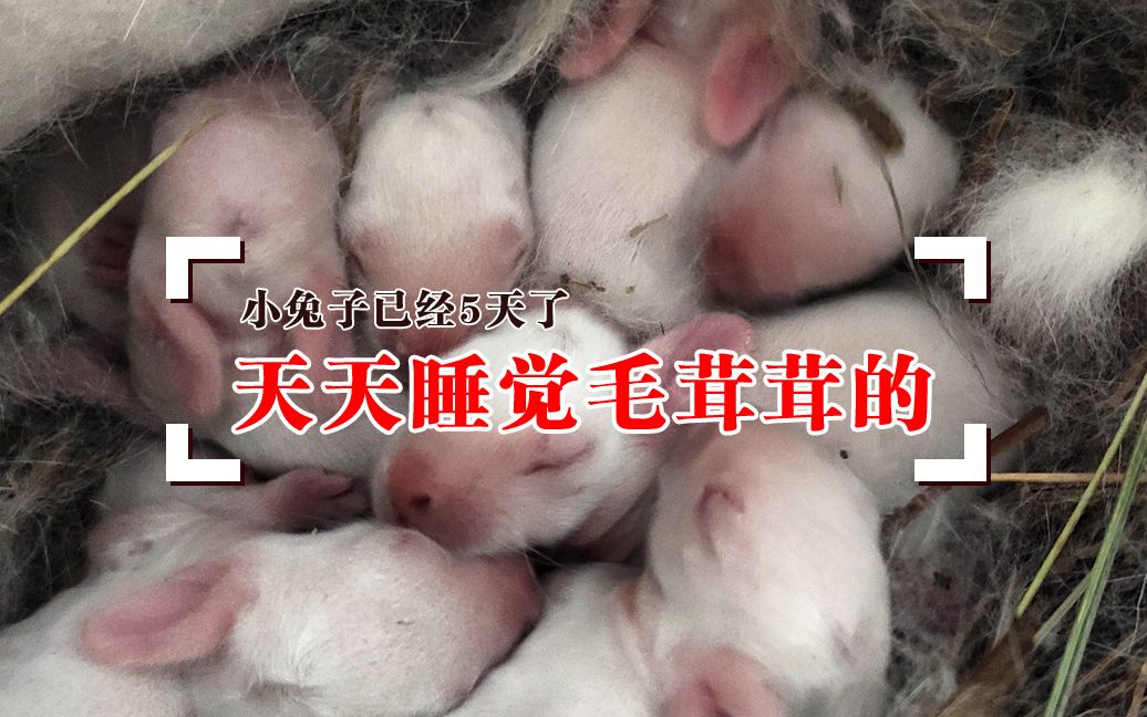 抗疫在家,带你看出生5天的小兔子,已长得毛茸茸的啦