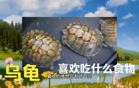 乌龟喜欢吃什么食物,喜欢的这些食物除了龟粮,喂食要适量