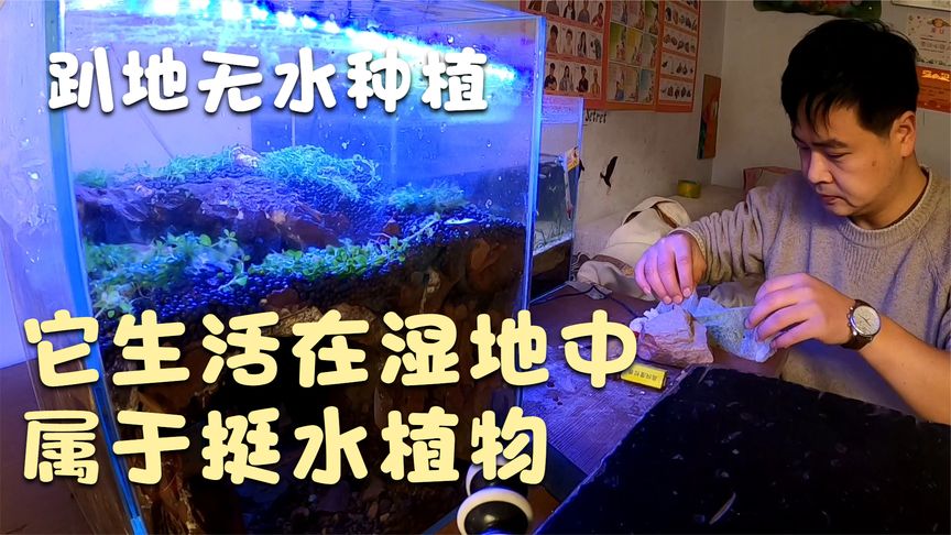 给鱼缸铺个草坪,给趴地矮珍珠进行无水种植,成景之时就该拆了