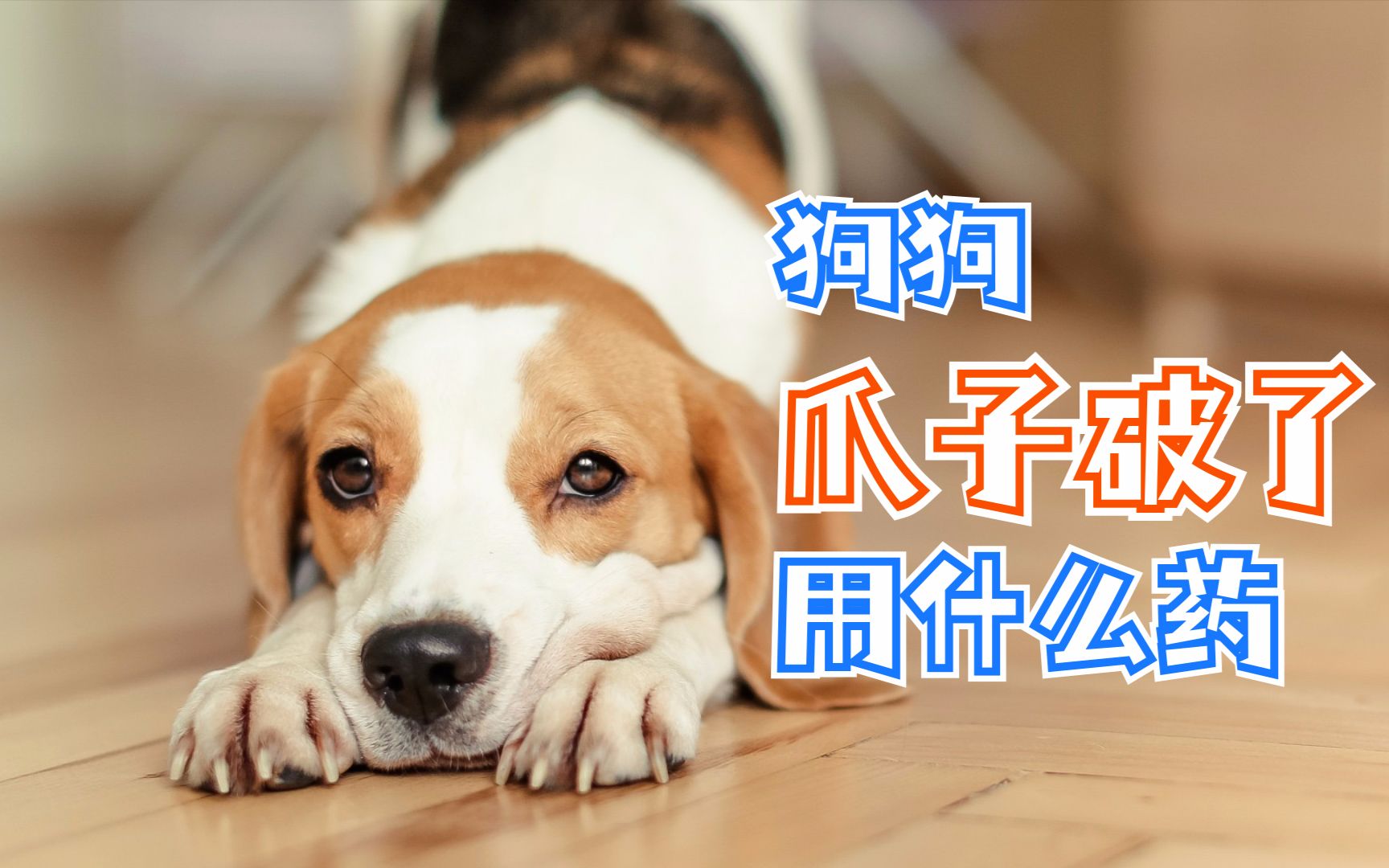 狗狗爪子破了用什么药