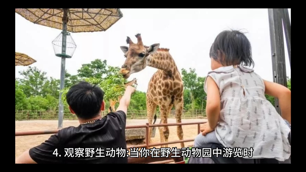 深圳野生动物园旅游攻略!