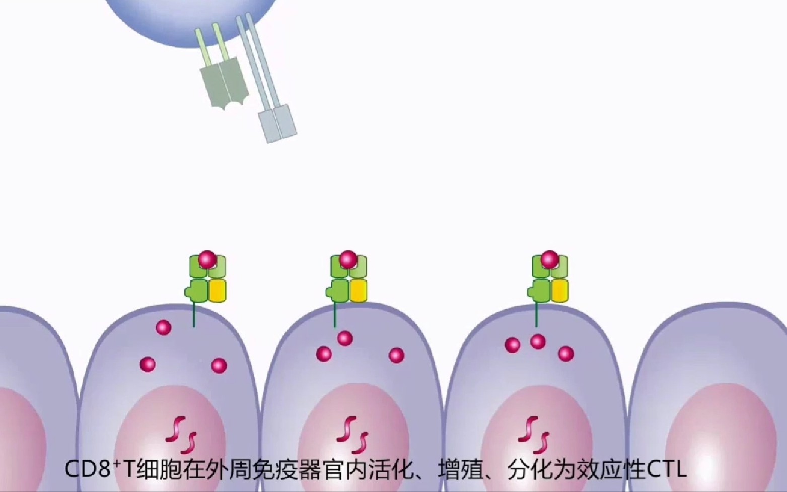 【CTL识别和杀伤过程及机制动画】T细胞 免疫
