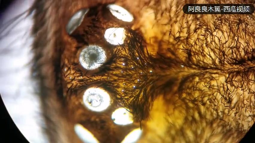 据说蜘蛛有8只眼睛?小伙用显微镜一看,吓坏了!这是外星生物?