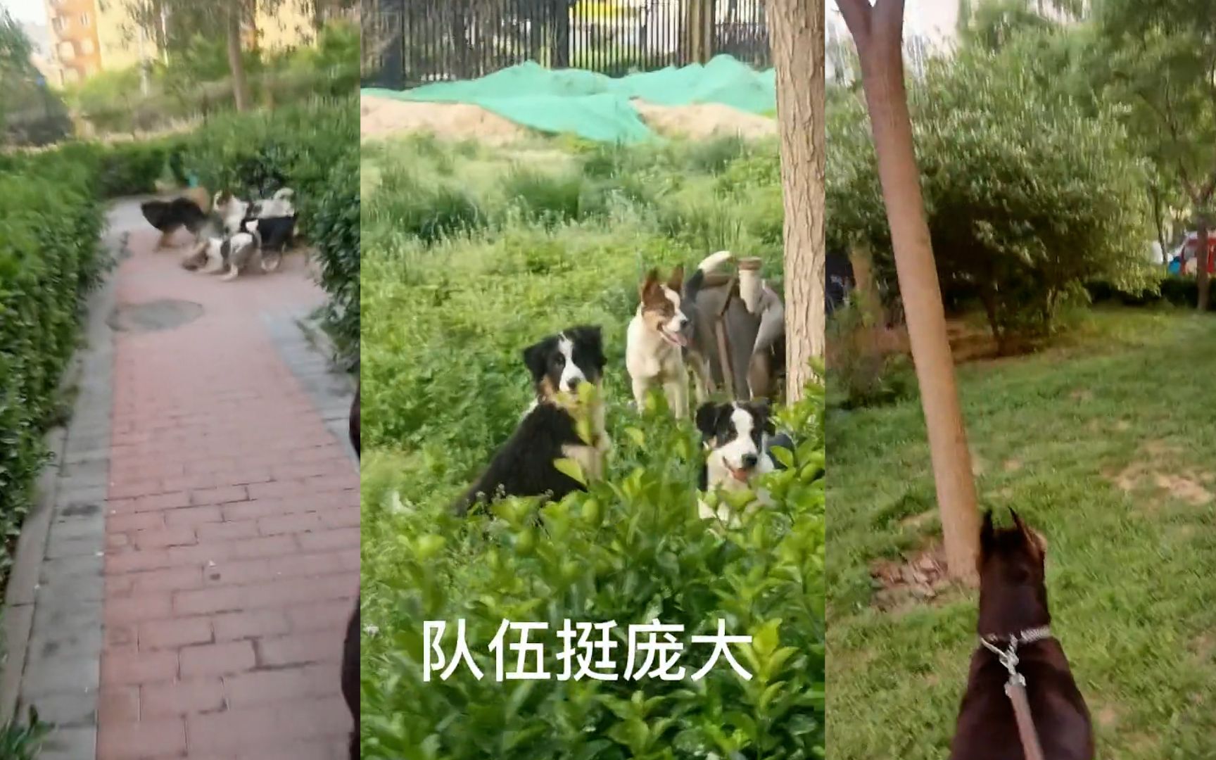 男子遇流浪狗合伙撕咬流浪猫,驱赶后发现流浪狗已成“帮派”,后怕不已