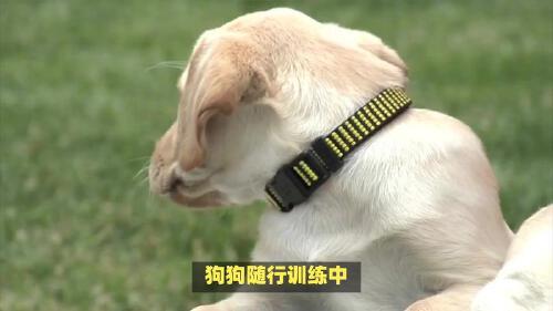 狗狗随行训练全攻略:P绳挑选到安全使用,5分钟掌握高效技巧!