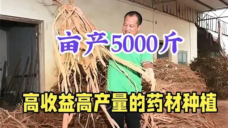 农村"天然大补"的药材,男人的最爱,20元一斤,亩产5000斤