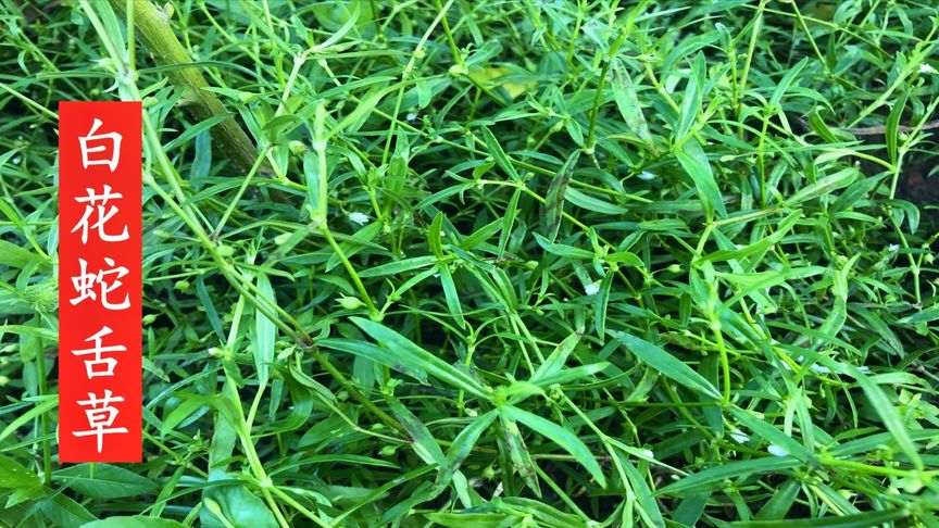 农村明星级的“白花蛇舌草”,它有那些好处与用途?看视频了解下