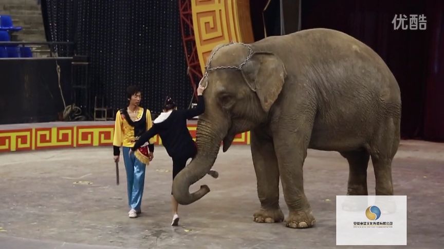 神奇的大象杂技表演