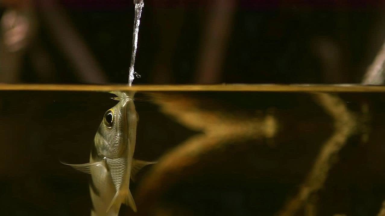.水里向天上喷水捕食的鱼,连光线折射.