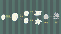 【高中生物 重点】细胞的增殖——感知未来