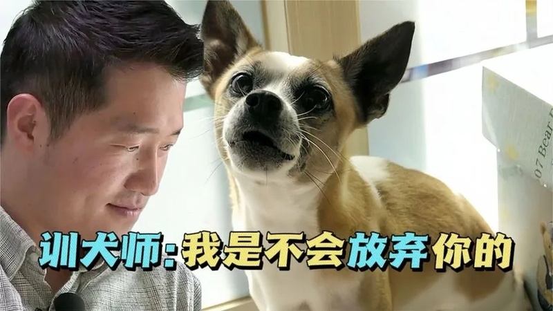 狗狗被养8年变成恶犬,一家人多次被咬苦不堪言,训犬师出手相助