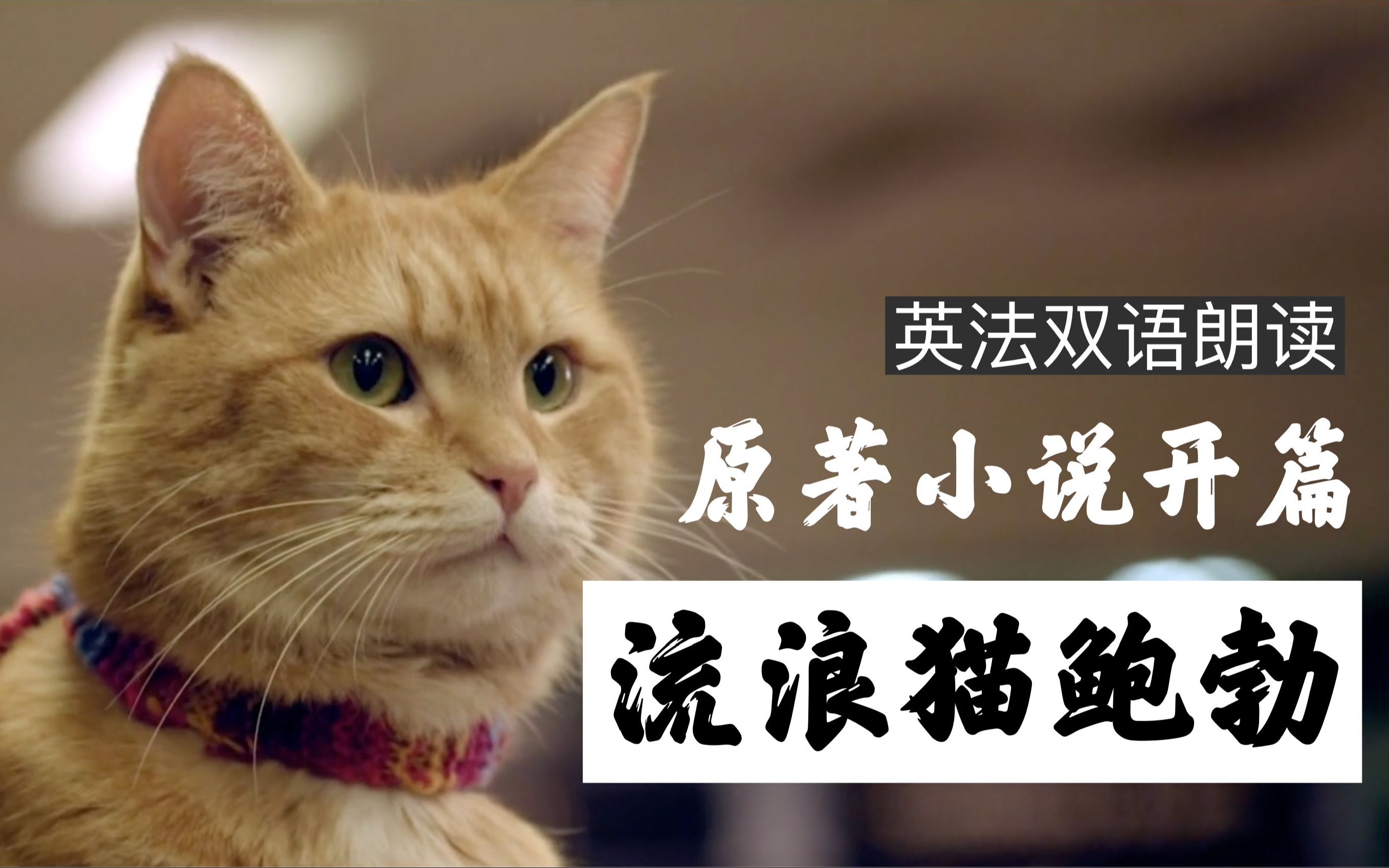 【英音与法语的碰撞】《流浪猫鲍勃》电影原著小说开篇【英法双语...