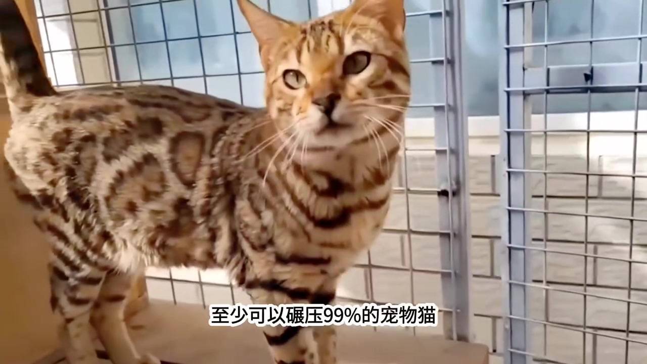 猫咪战斗力排行榜,快看看有没有你家小猫