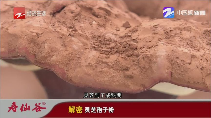 太妙!食用“灵芝孢子粉”,具有增强免疫力降血压血糖等功效