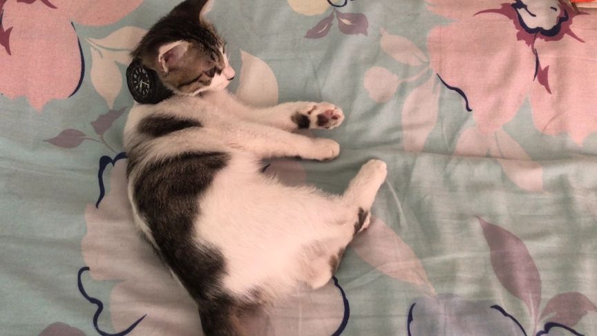 大家说,如果给一只不爱动的猫,戴上一块运动手表会如何ߤ�️