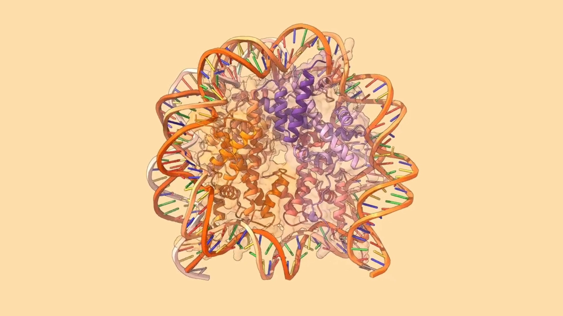 核小体的神秘面纱,被科技揭开啦✨