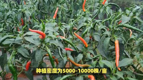 辣椒一亩地栽多少棵?辣椒种植密度管理
