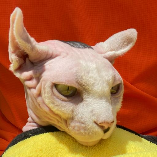 猴与鼠频道 