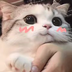 思念却久 