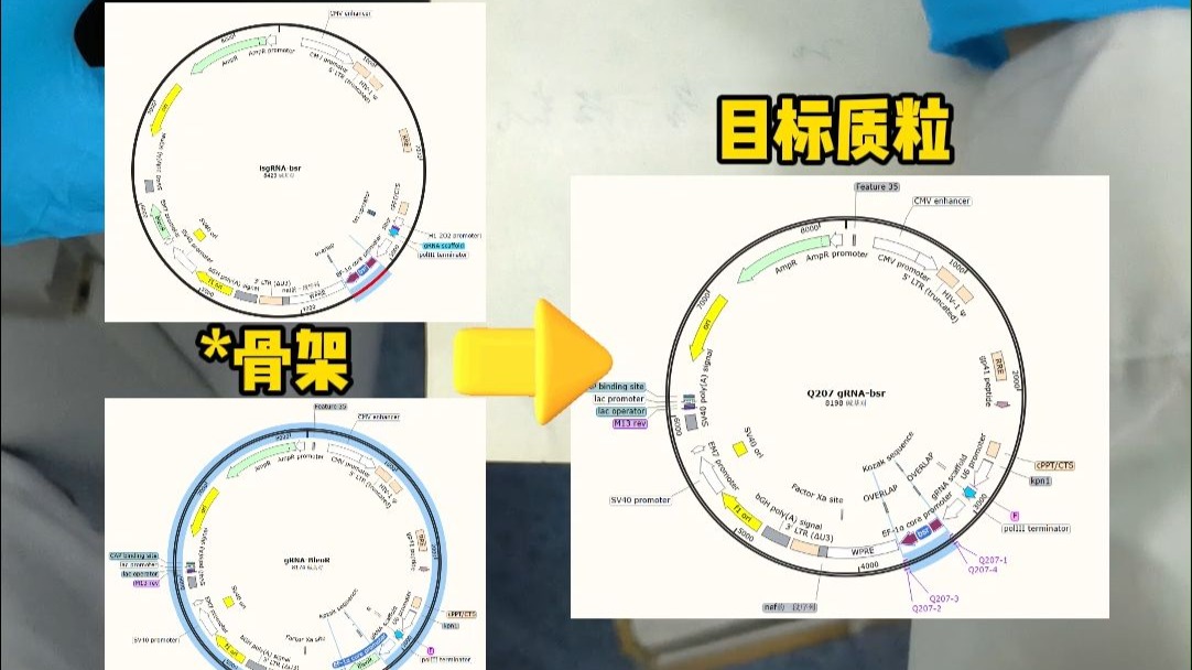 太好了!我已经完全理解了质粒构建