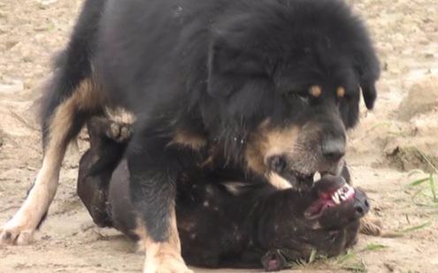 最给国产斗犬长脸的几只藏獒