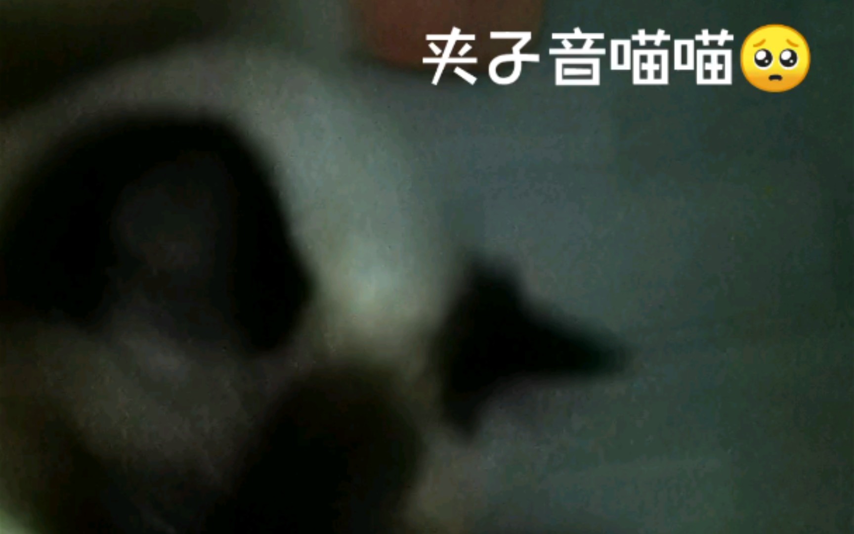 《发qing夹子猫》