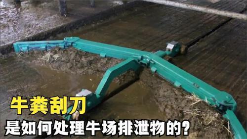 国外牛场如何清理地面排泄物的?使用自动刮粪刀,过程如同擦玻璃
