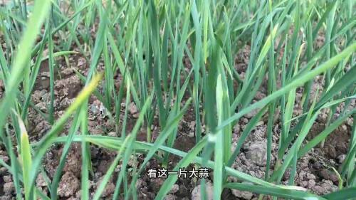 家庭种植大蒜,想要长得粗壮做好2点,蒜苗长势快又好,管理简单