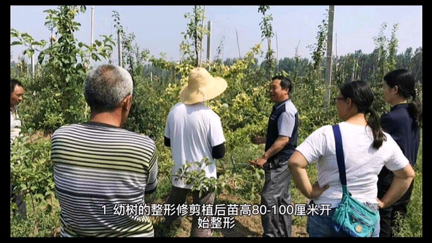 彩云农业～芒果修剪技术