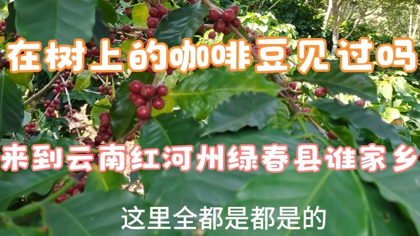 长在树上的咖啡豆见过吗?