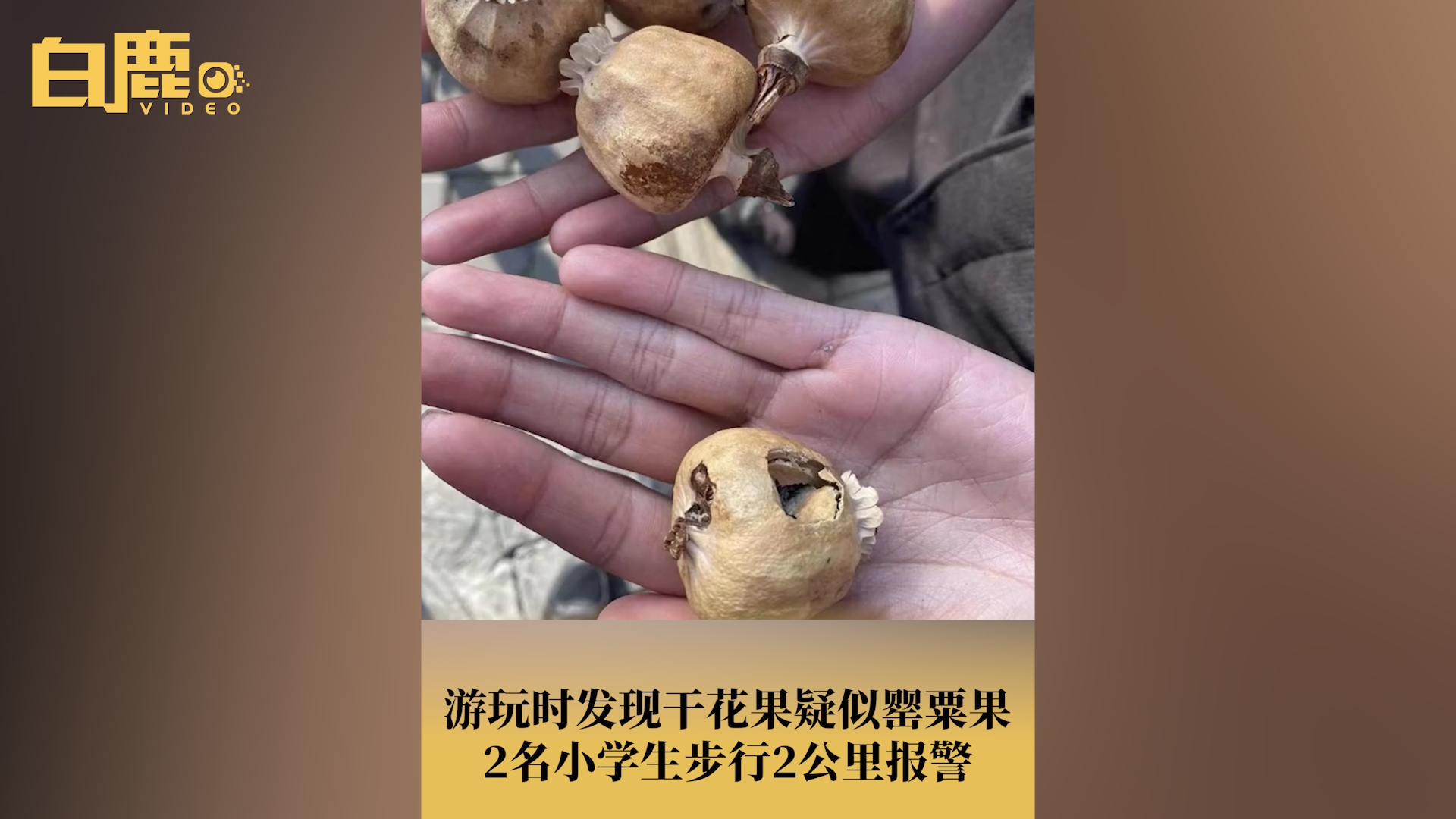 小学生游玩发现罂粟步行2公里报警