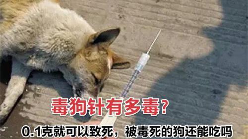 毒狗针有多毒?0.1克就可以致死,被毒死的狗还能吃吗?