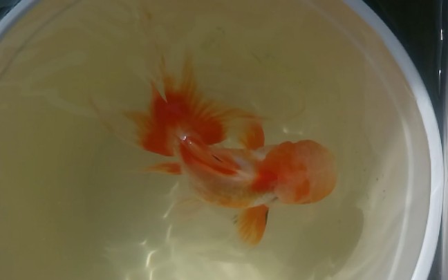 金鱼们的成长记录