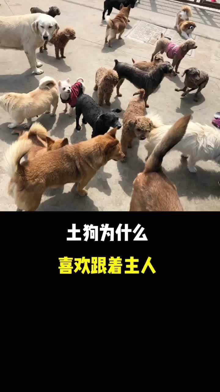 #狗狗 #宠物
