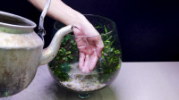 用普通胶水和木头就能制作生态缸,过程真是大开眼界,来看一下吧