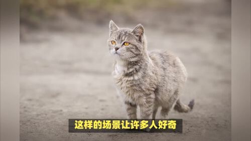 流浪猫的记忆密码:食物、声音与信任如何构建它们的"人脸识别"