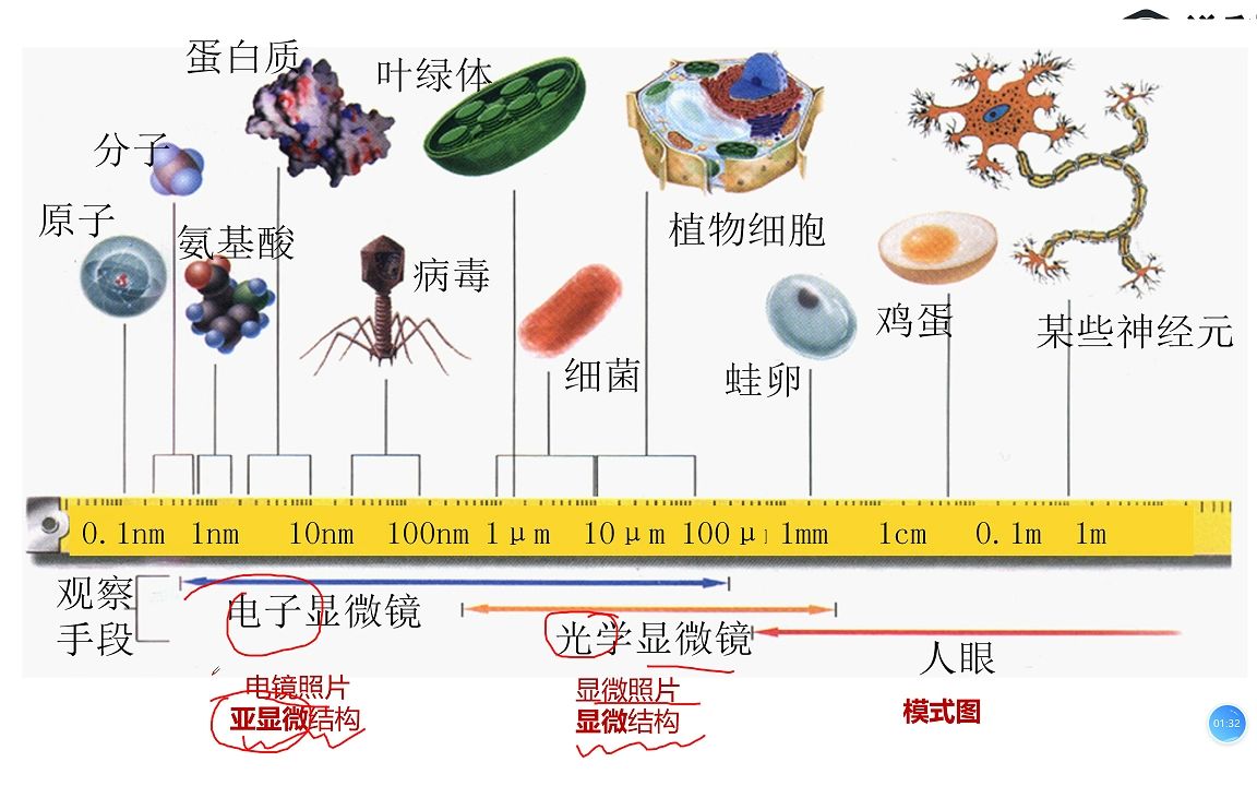 使用高倍显微镜观察几种细胞