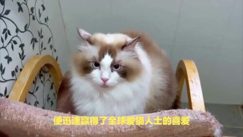 布偶猫怕冷吗?温柔外表和亲人性格的猫咪品种
