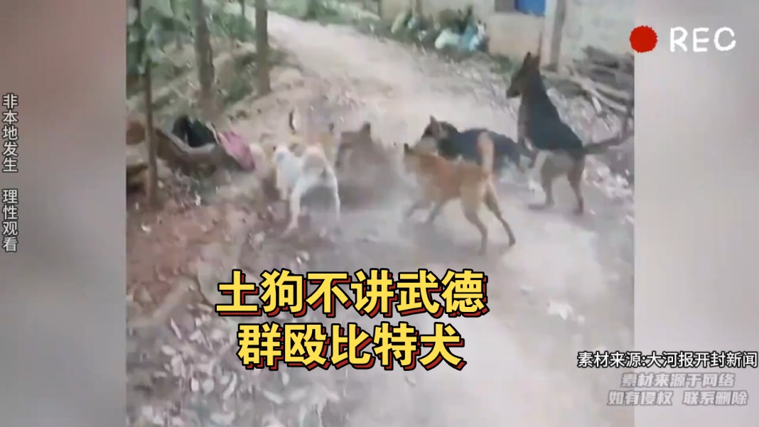 一只比特犬落单 遭到一群土狗的集体围攻