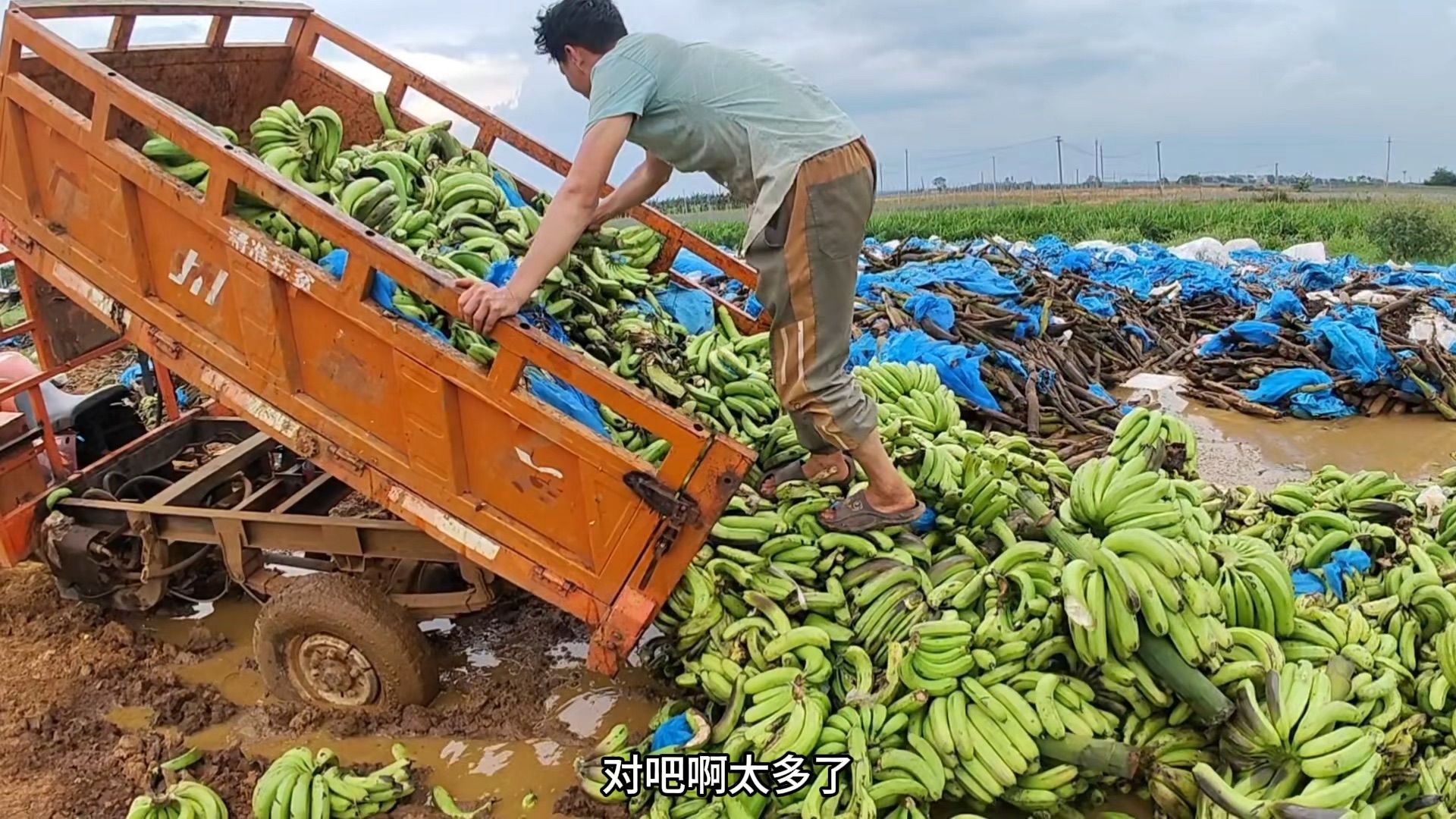 香蕉次果堆积如山啊!附近就有好几个香蕉垃圾场