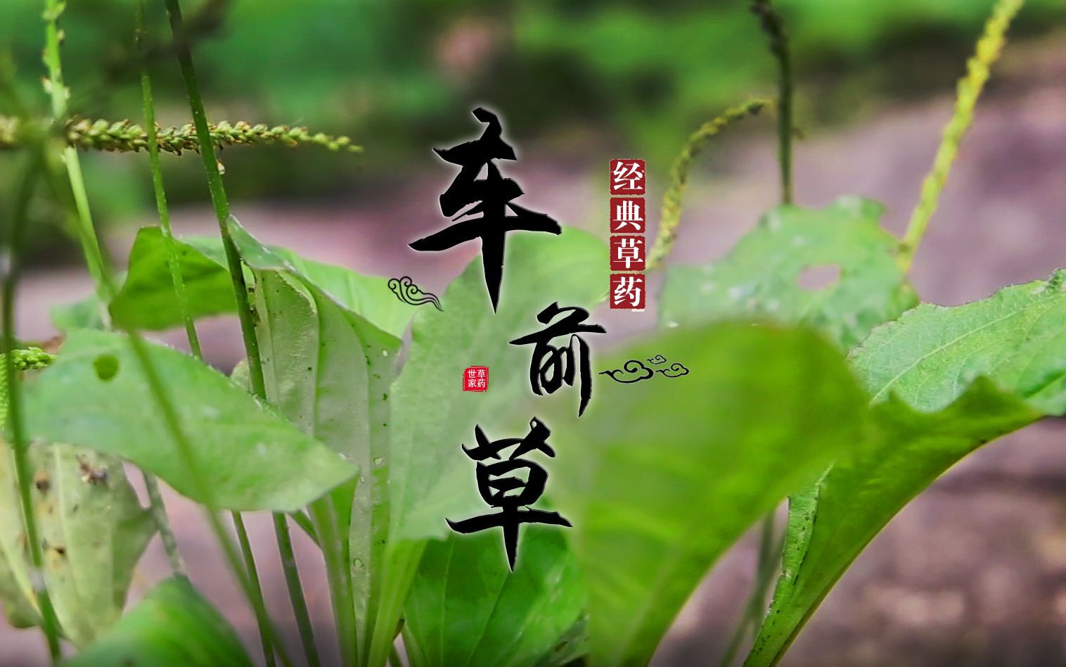 车前草有什么好处?每天坚持泡水喝,7天身体给你多种惊喜!