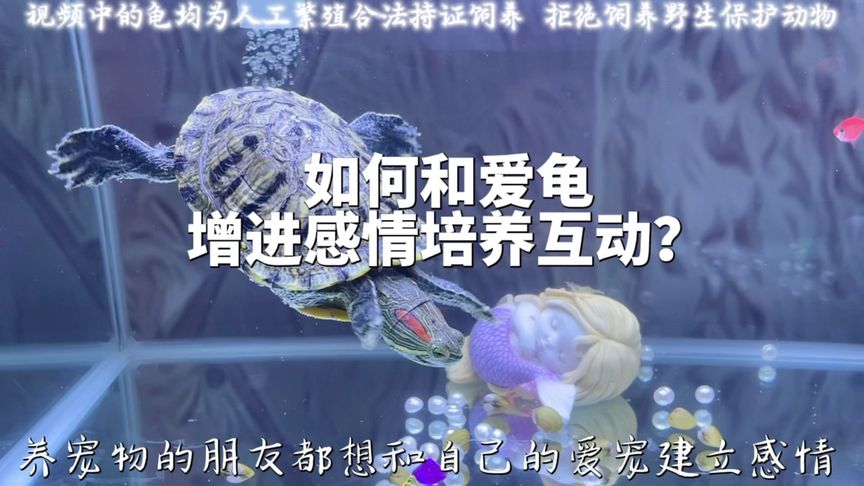 如何和爱龟增进感情培养互动?