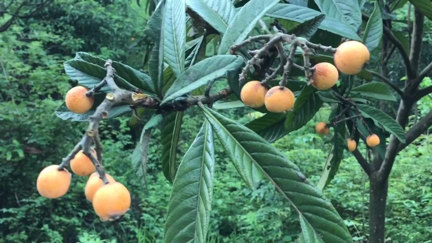 自制枇杷膏,原来做法这么简单!